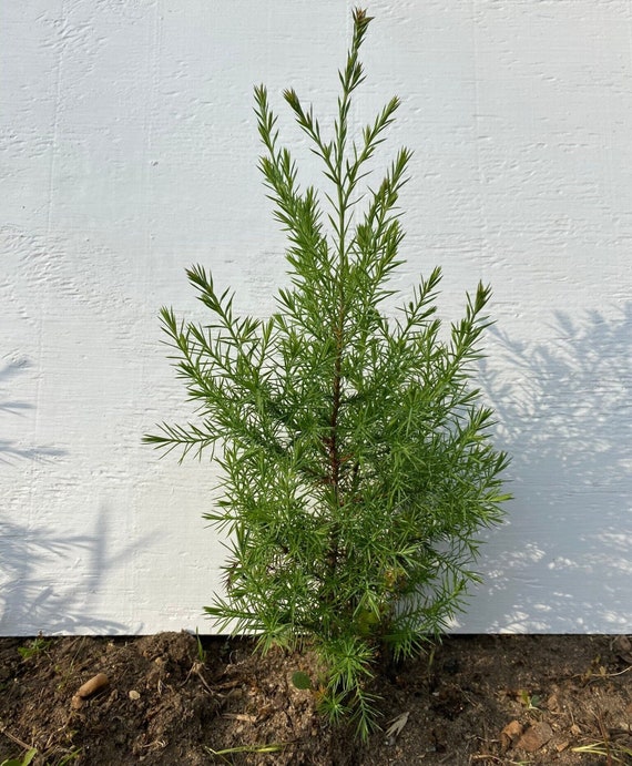 Eastern Red Cedar Root System