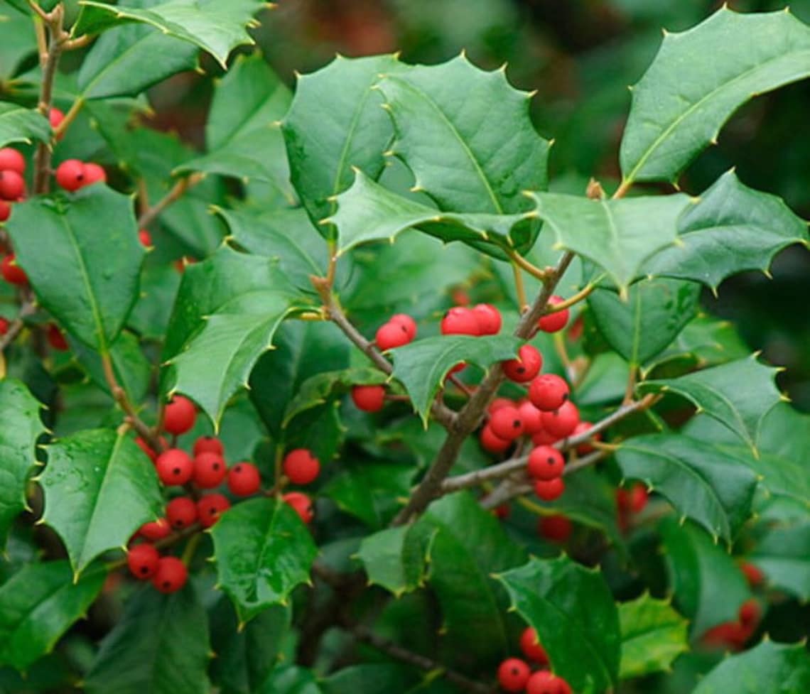 AMERICAN HOLLY TREE Live Healthy Beautiful Starter Tree or - Etsy