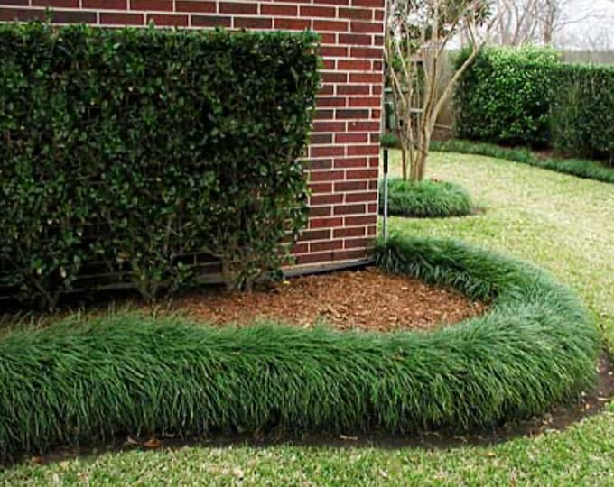 Standard Mondo Grass - 50+ Pips - A Great Alternative to Turf - Easy to ...