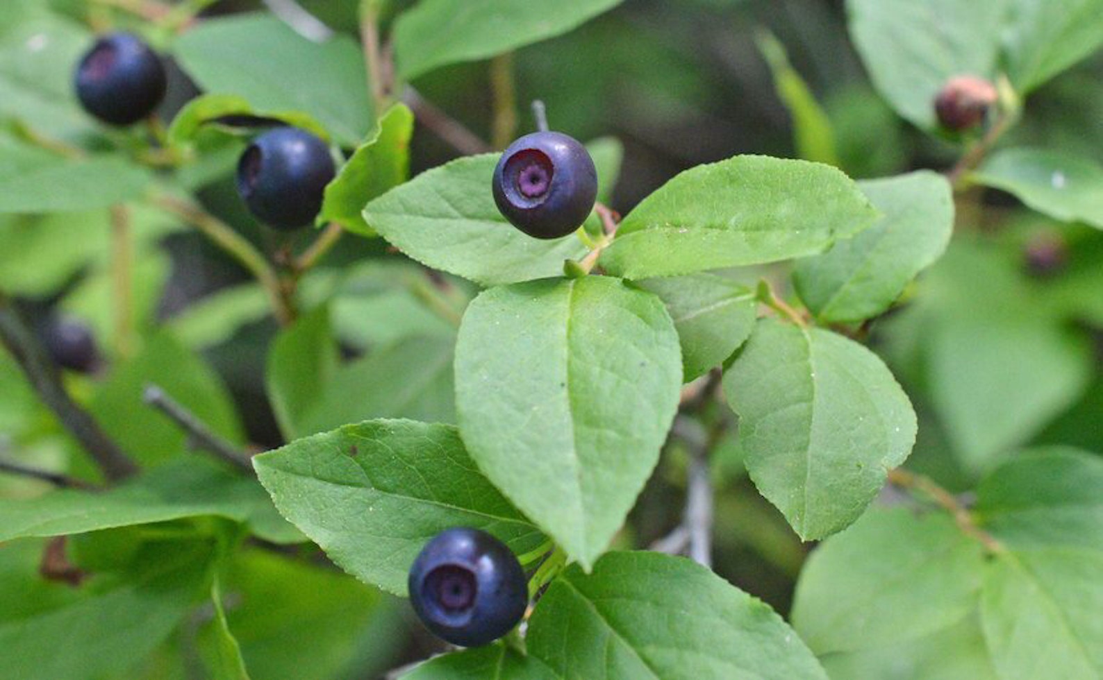 LIVE HUCKLEBERRY BUSH 1+ Ft Tall - Organically Grown! - Etsy