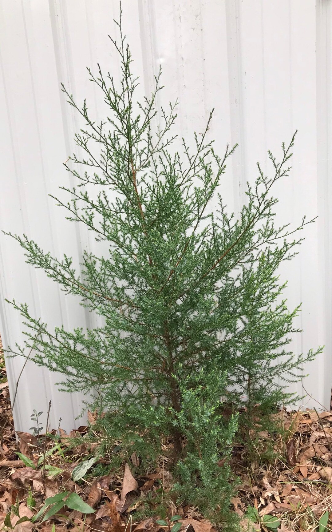 2 Ft Tall Eastern Red Cedar Tree Seedling - Etsy