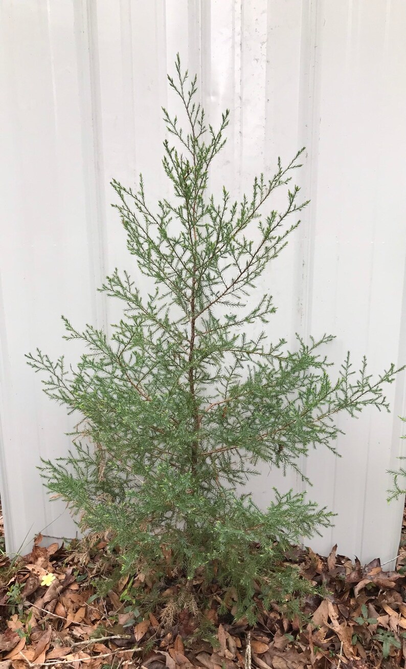 2 Ft Tall Eastern Red Cedar Tree Seedling - Etsy