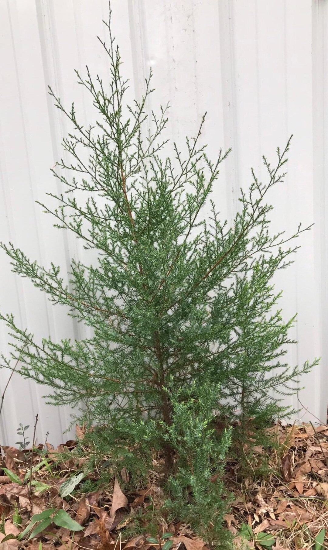 2+ Ft Tall Eastern Red Cedar Tree Seedling - Etsy
