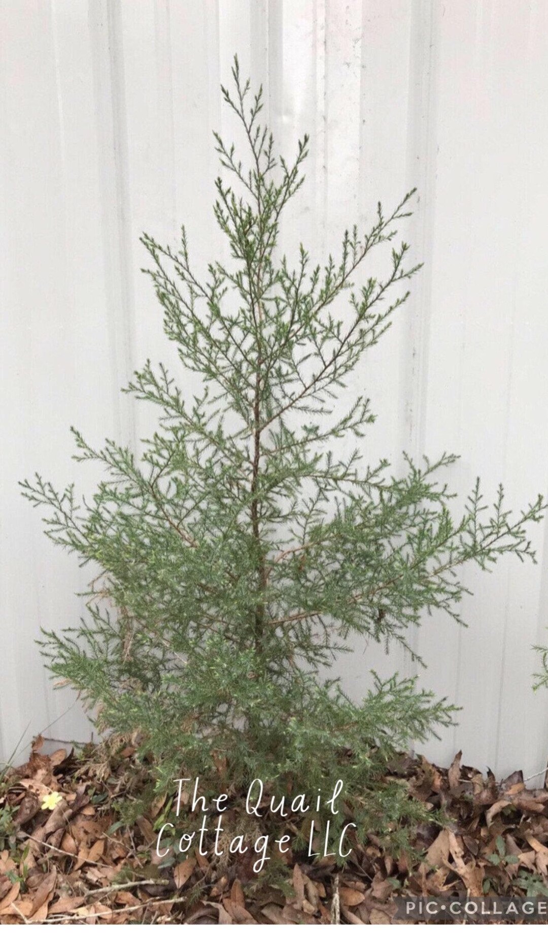 2+ Ft Tall Eastern Red Cedar Tree Seedling - Etsy