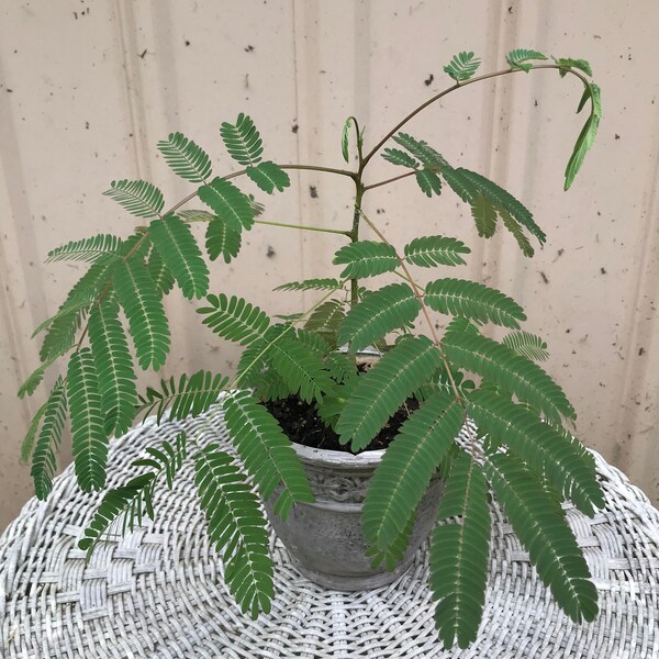 Mimosa Pudica Root - Etsy