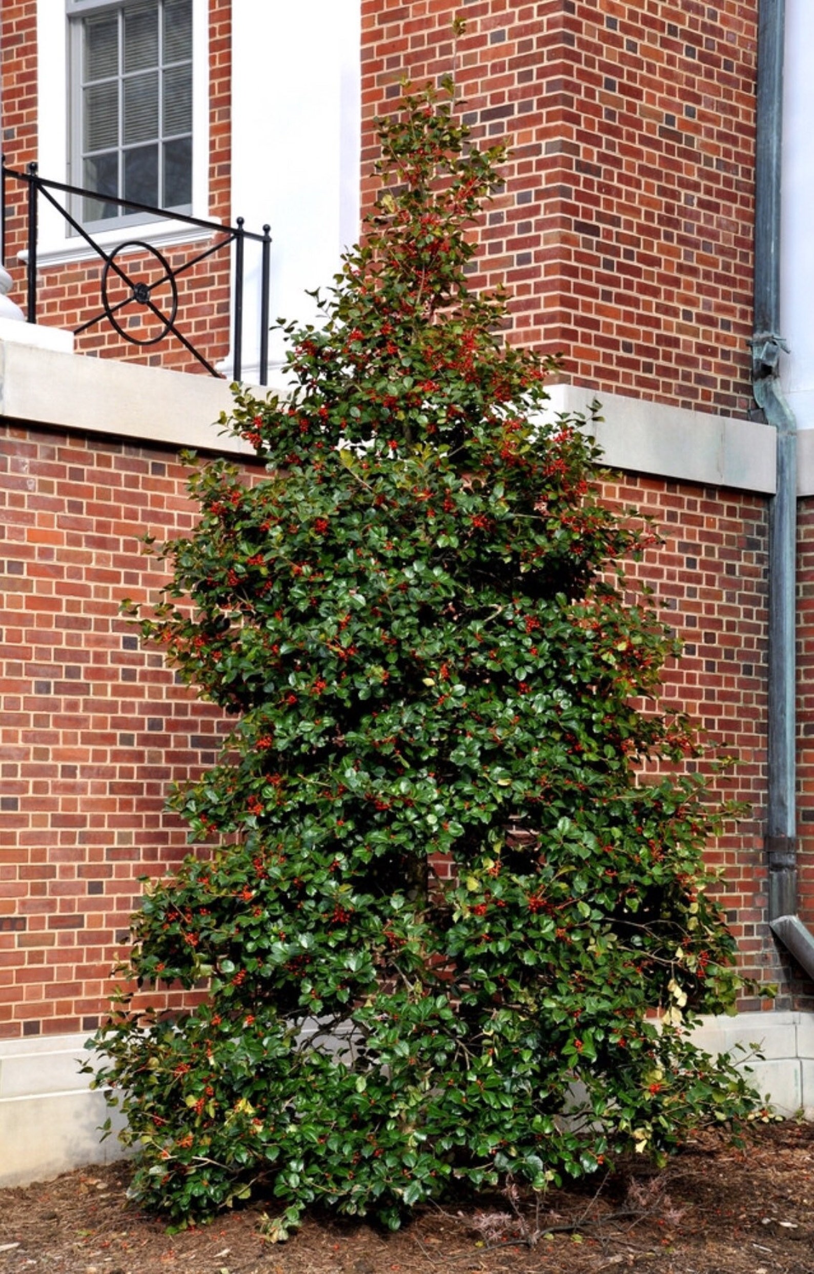 AMERICAN HOLLY TREE Live Healthy Beautiful Starter Tree or - Etsy
