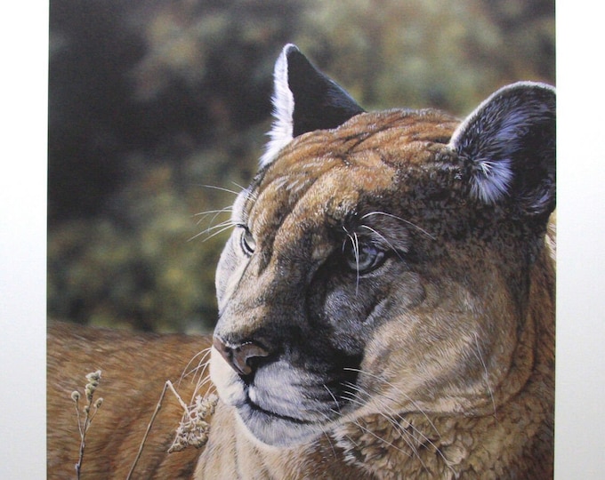 Cougar by Darren Haley Limited Edition Art Print Signed & Numbered ...