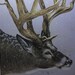 Randy FEHR " North American Whitetail " Limited Edition RARE Print ...