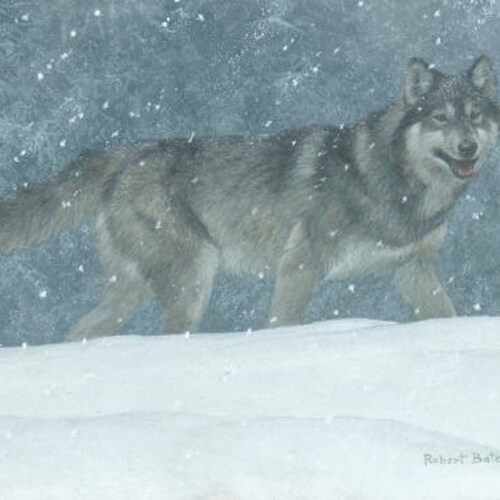 Robert Bateman Arctic Evening-white Wolf Giclee Canvas RARE - Etsy Canada