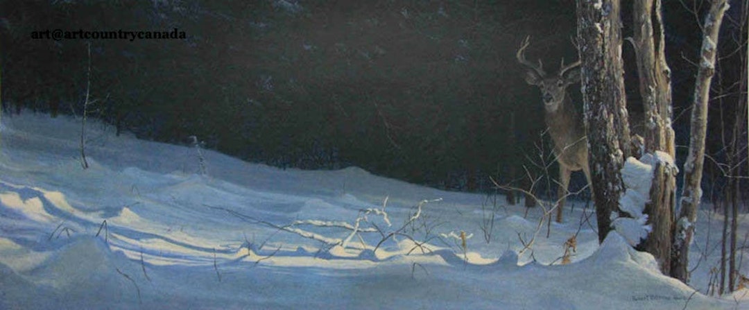 Robert Bateman Whitetail in Winter Collectible Print Limited Edition ...