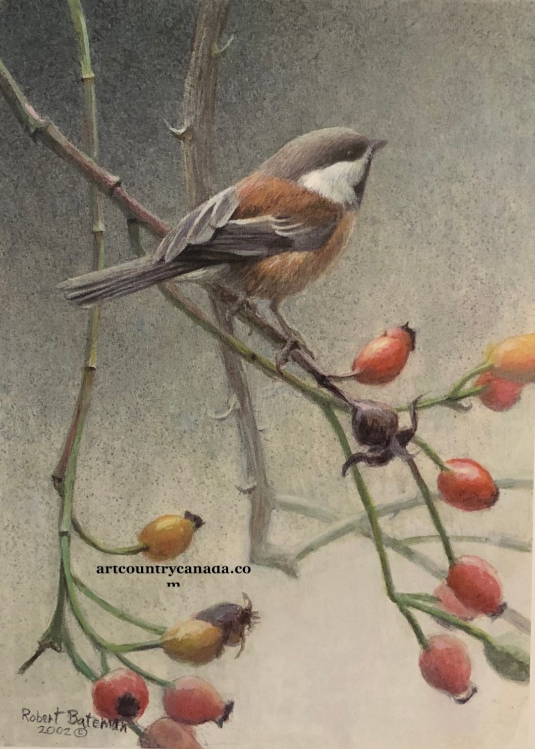 Robert Bateman Chickadee & Rose Hips Print Collectible Limited Edition ...