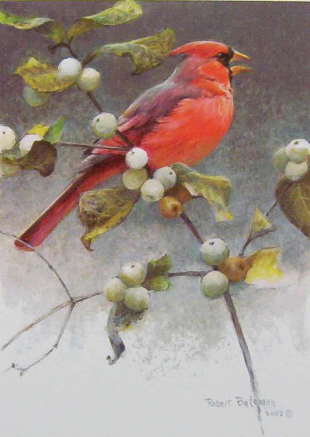 Robert Bateman Cardinal and Snowberries Print Collectible Limited ...