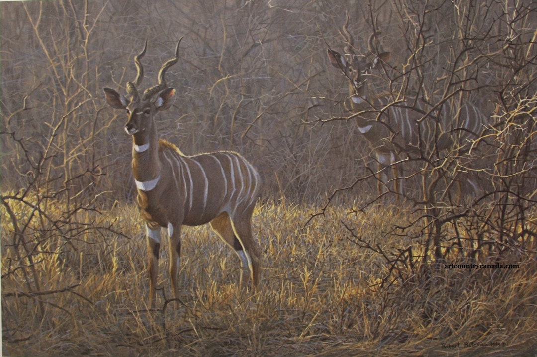 Robert BATEMAN Meru Dusk Lesser Kudu Limited Edition Collectible Print ...