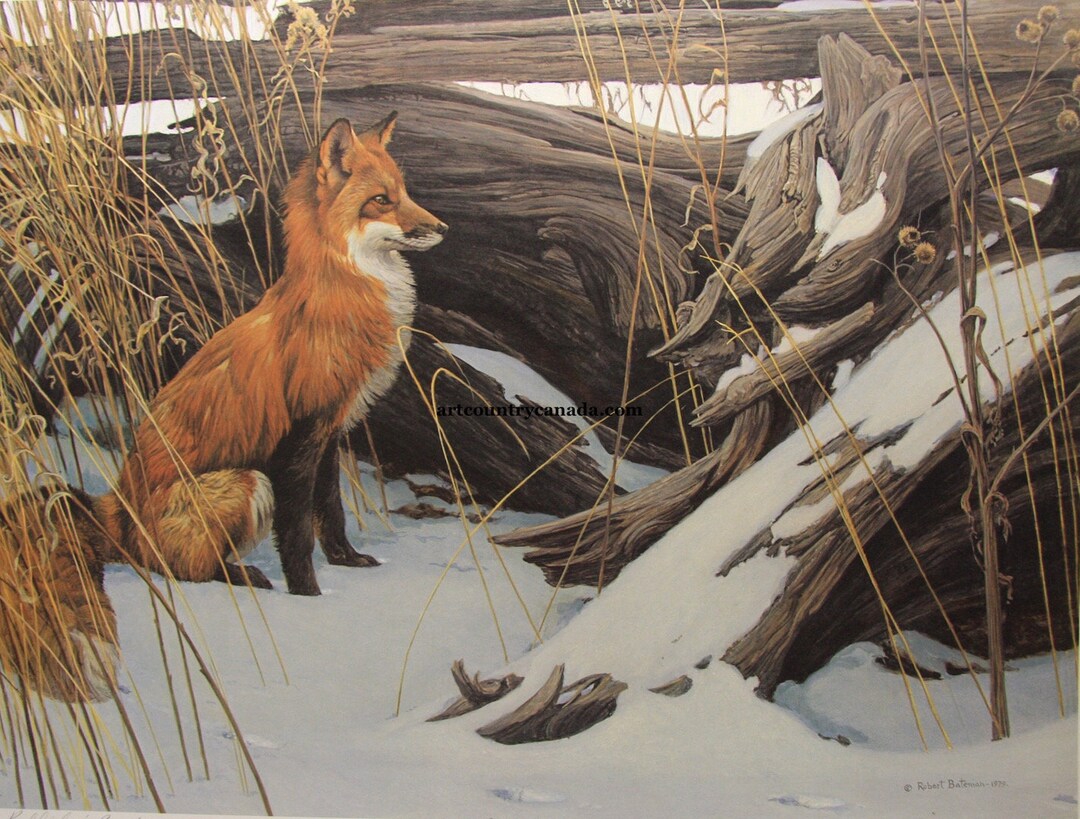 Robert Bateman " Wily and Wary " RARE Red Fox Limited Edition Signed ...