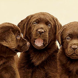 1250 " Three's Company " Limited Edition PRINT John WEISS Signed ...