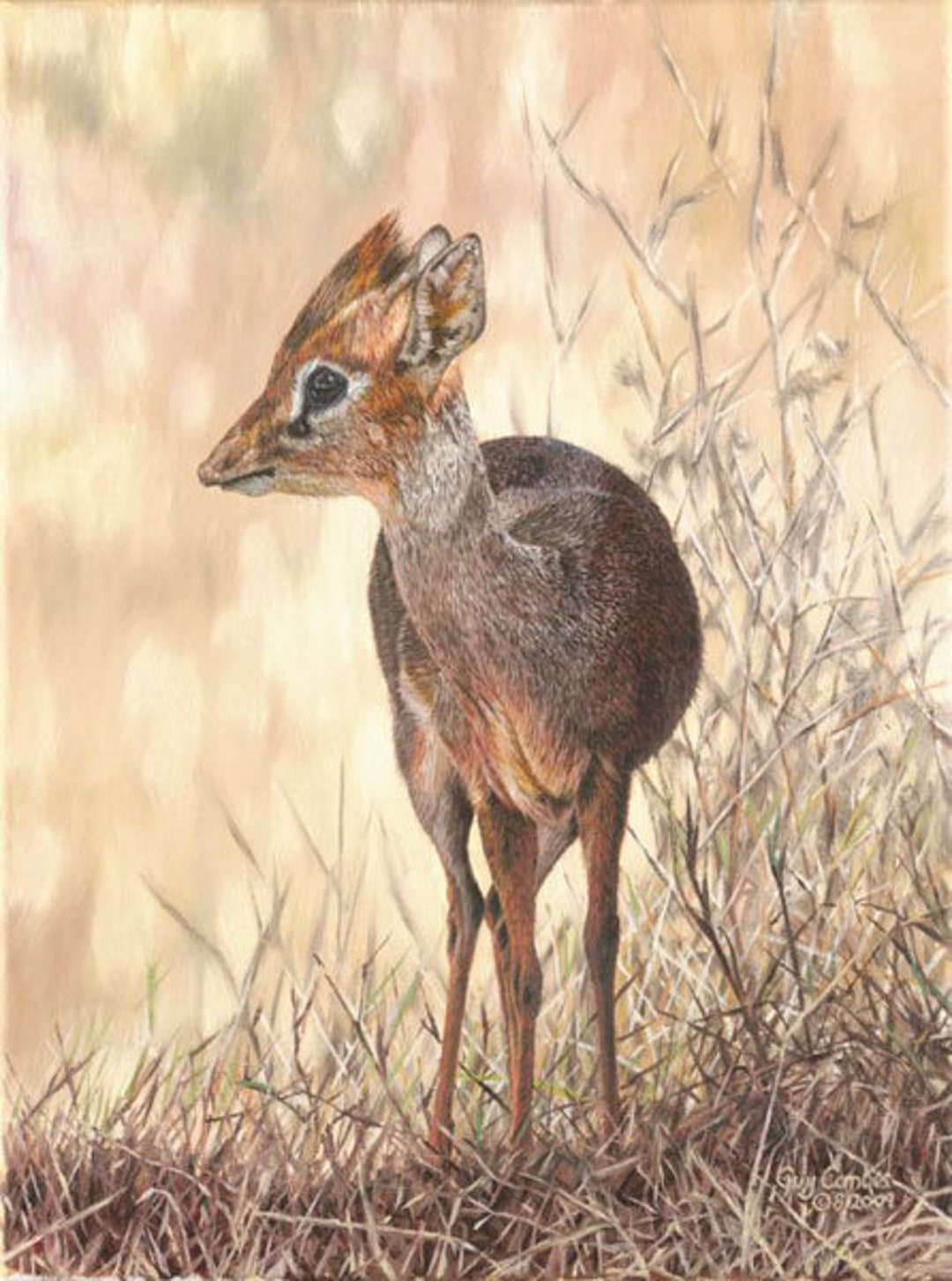 Guy Combes dik-dik Limited Edition Signed & Numbered CANVAS Small ...