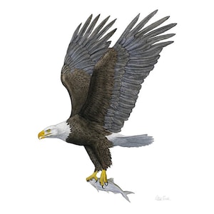 RARE Only 20 " Bald Eagle " Flick FORD Unique Limited Edition CANVAS ...