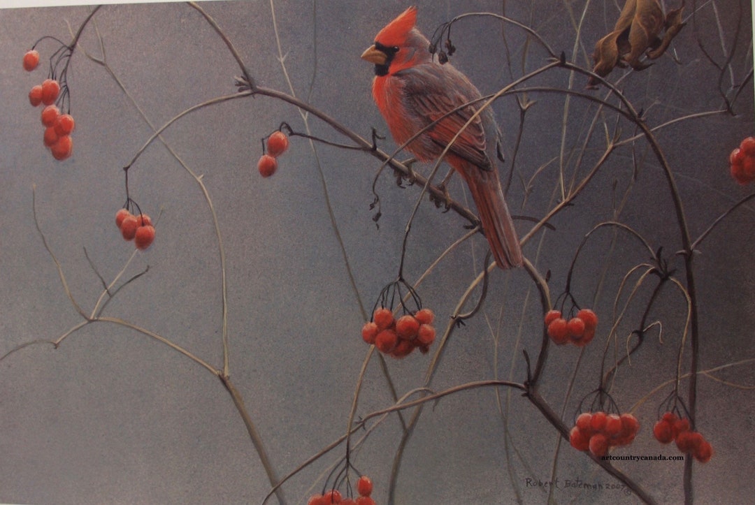 Robert Bateman High Bush Cranberries Cardinal Collectible Print Limited ...