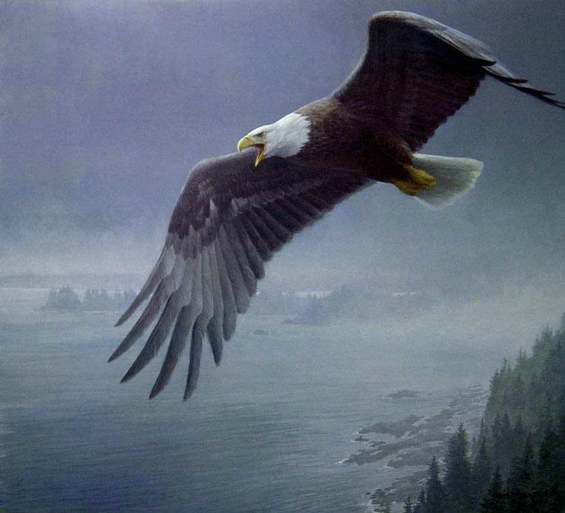 Robert Bateman on the Wing Giclee Canvas RARE Limited Edition Signed ...