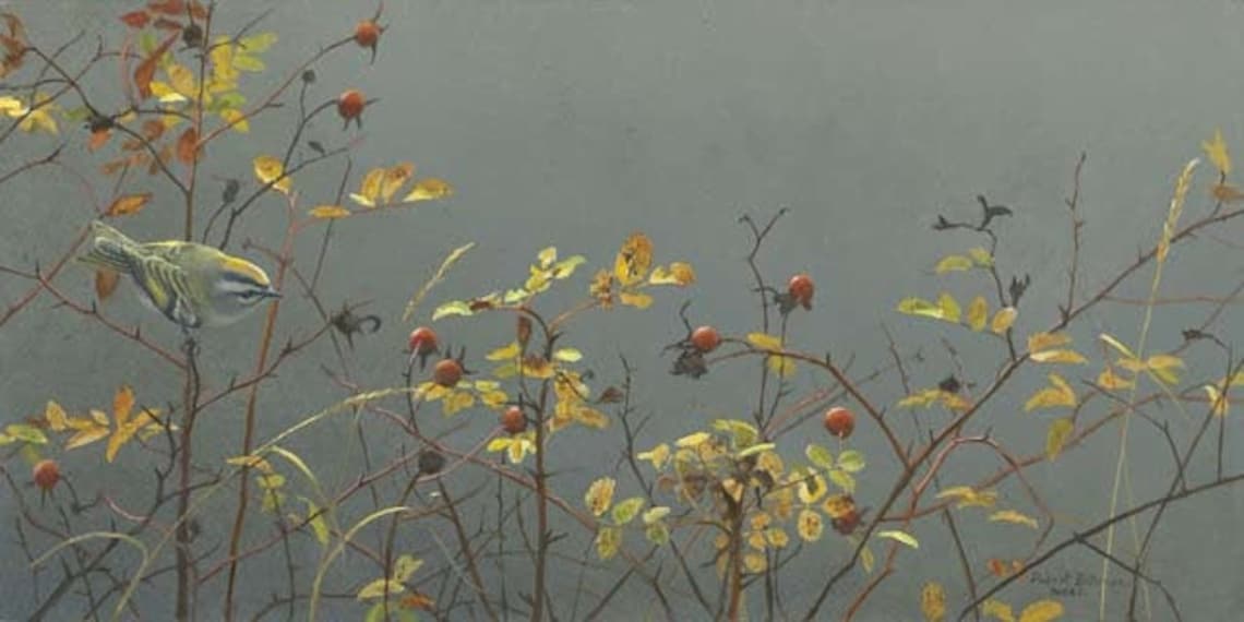 Robert Bateman Rose Hip and Kinglet Giclee Canvas RARE Limited | Etsy