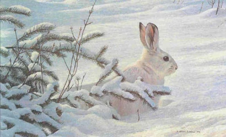 Robert Bateman Winter – Snowshoe Hare Giclee Canvas RARE Limited ...