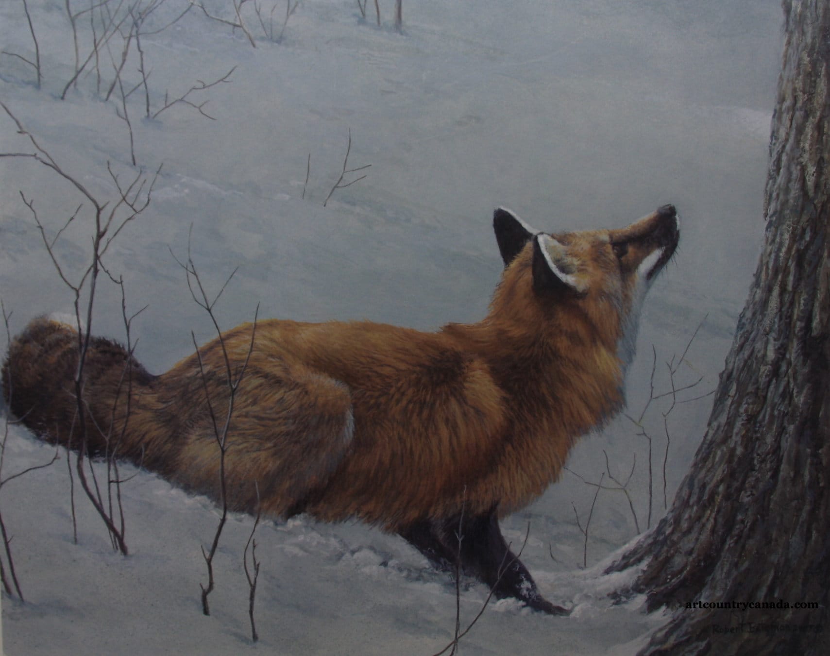 Robert Bateman Game Over Fox and Maple Giclee Canvas RARE - Etsy Canada