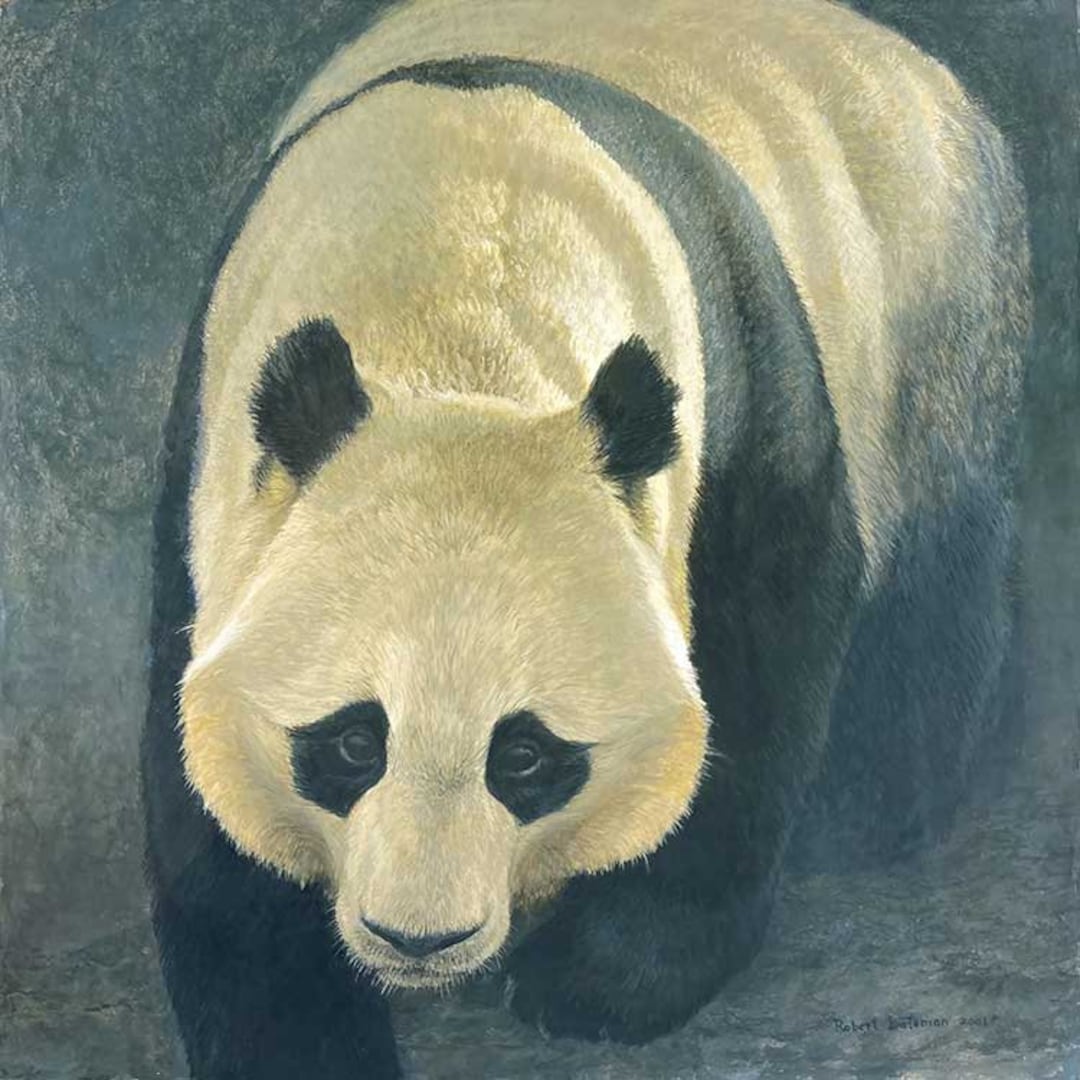 Robert Bateman " Approaching - Giant Panda" Giclee Canvas Art Signed ...