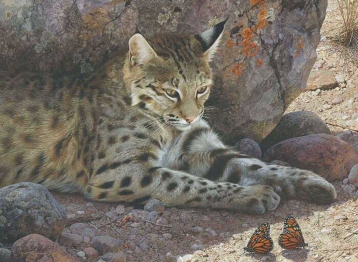 Carl BRENDERS " off Limits Bobcat " Limited Edition Signed & Numbered ...