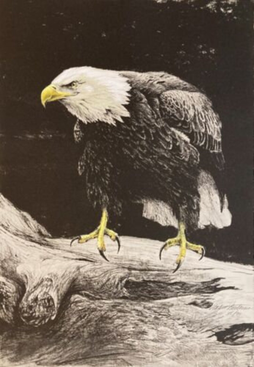 Robert BATEMAN Original LITHOGRAPH "bald Eagle Study 4" LTD Signed ...