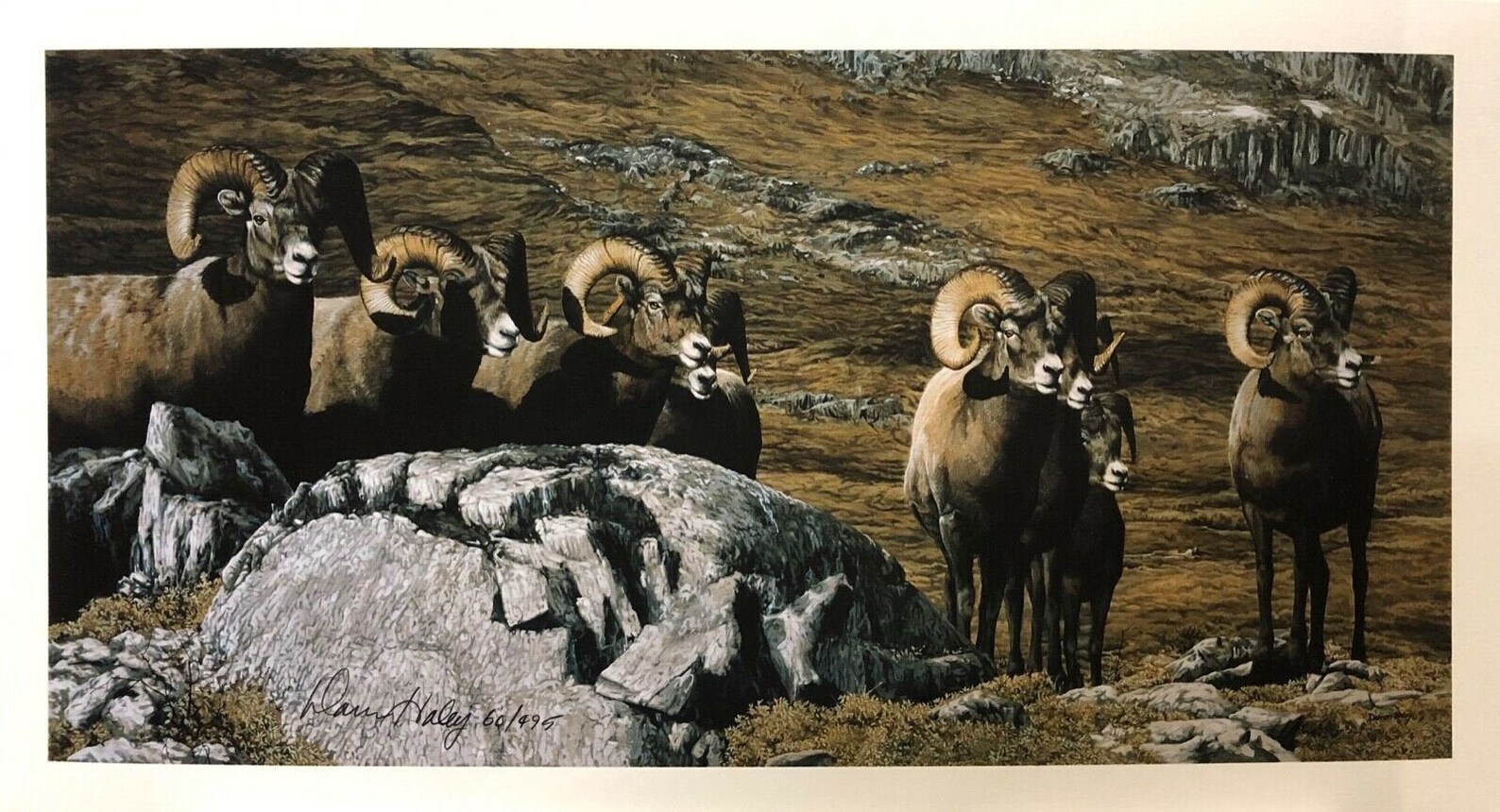 Bighorn Sheep by Darren Haley Limited Edition Giclee Art Print - Etsy