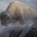 Robert Bateman Winter Bison Giclee Canvas RARE Limited Edition Signed ...