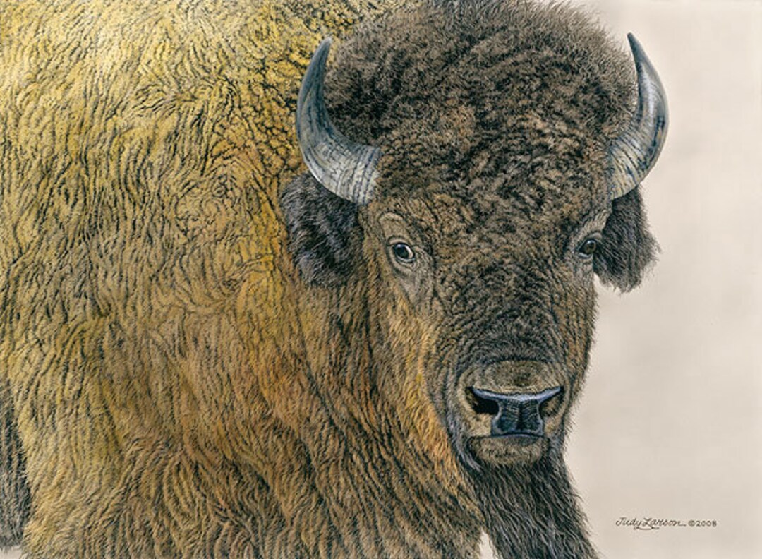 JUDY LARSON " Slow Bull " Limited Edition Signed & Numbered CANVAS ...
