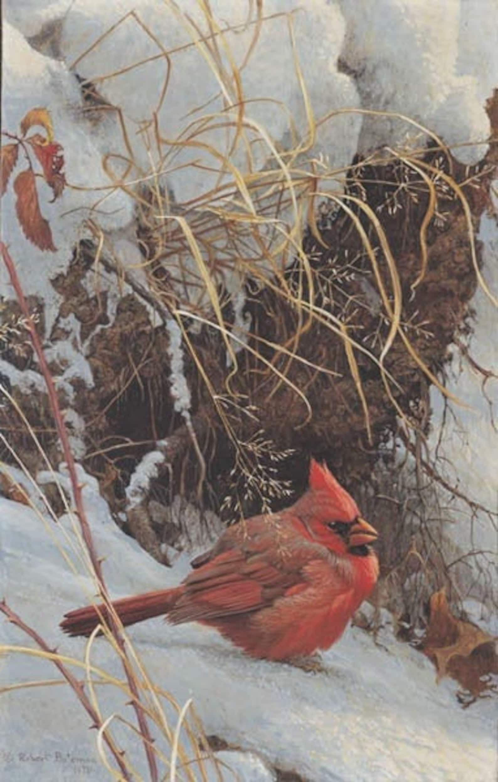 Robert Bateman Winter Cardinal Giclee on Board RARE Limited Edition ...