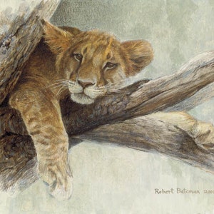 Robert Bateman " up A Tree Lion Cub " Giclee on Board Clasart RARE ...