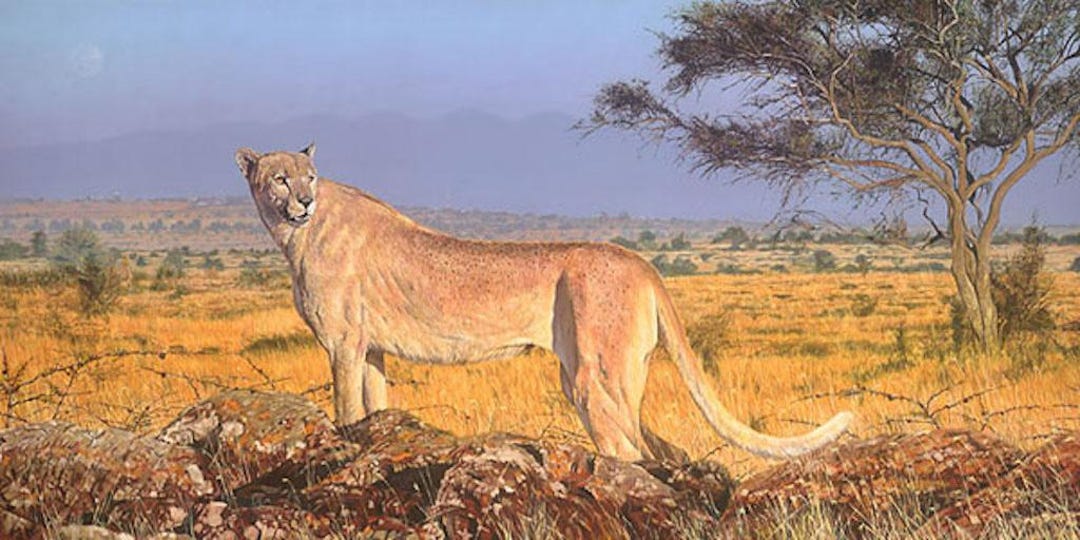 Guy Combes Phantom Rare Limited Edition Numbered Giclee CANVAS Cheetah ...