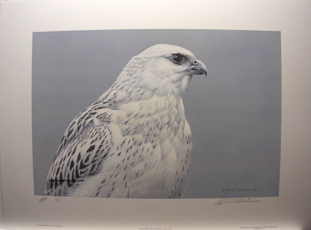Robert Bateman " Arctic Portrait - White Gyrfalcon " RARE Print Limited ...