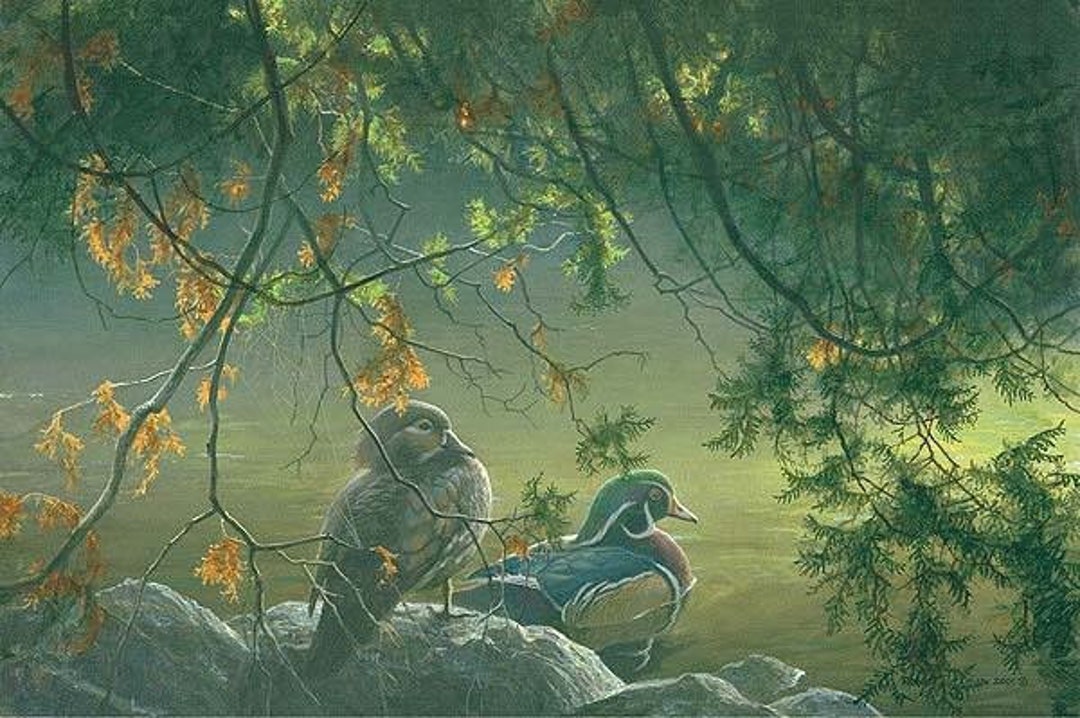 Robert Bateman Wood Ducks Print, Signed & Numbered Lithograph Limited ...