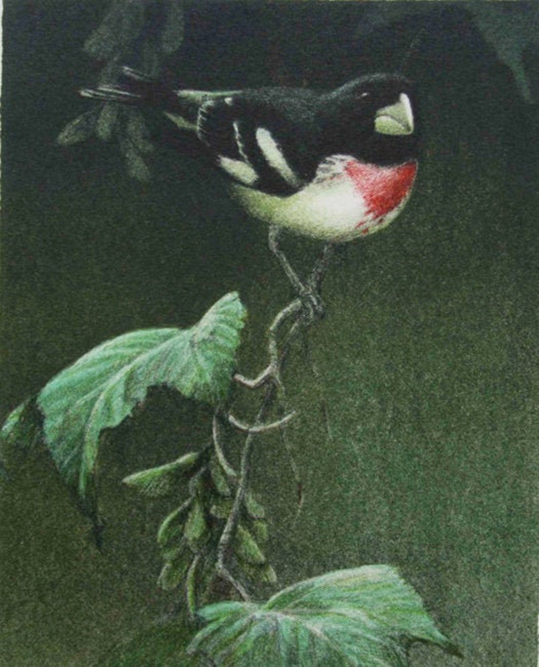 Robert Bateman Rose - Breasted Grosbeak Collectible Print Limited ...