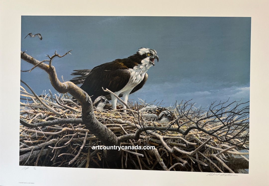 Robert Bateman the Osprey Family Print Limited Edition Signed ...