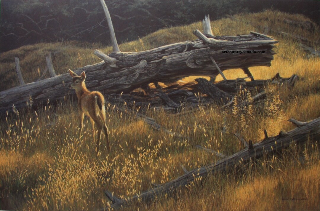 Robert Bateman " Golden Light Blacktailed Fawn " Limited Edition Signed ...