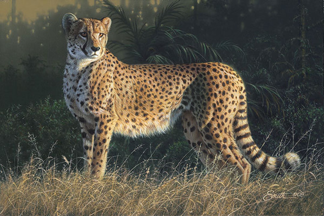 DANIEL SMITH " Duma " Cheetah Africa Wild Cat Name Limited Edition 100 ...