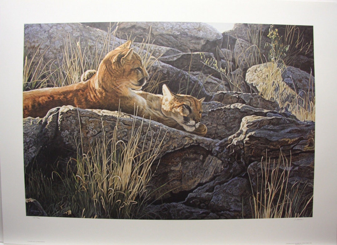 Terry ISAAC " Afternoon Light Young Cougars " Art Print MINT in Folder ...