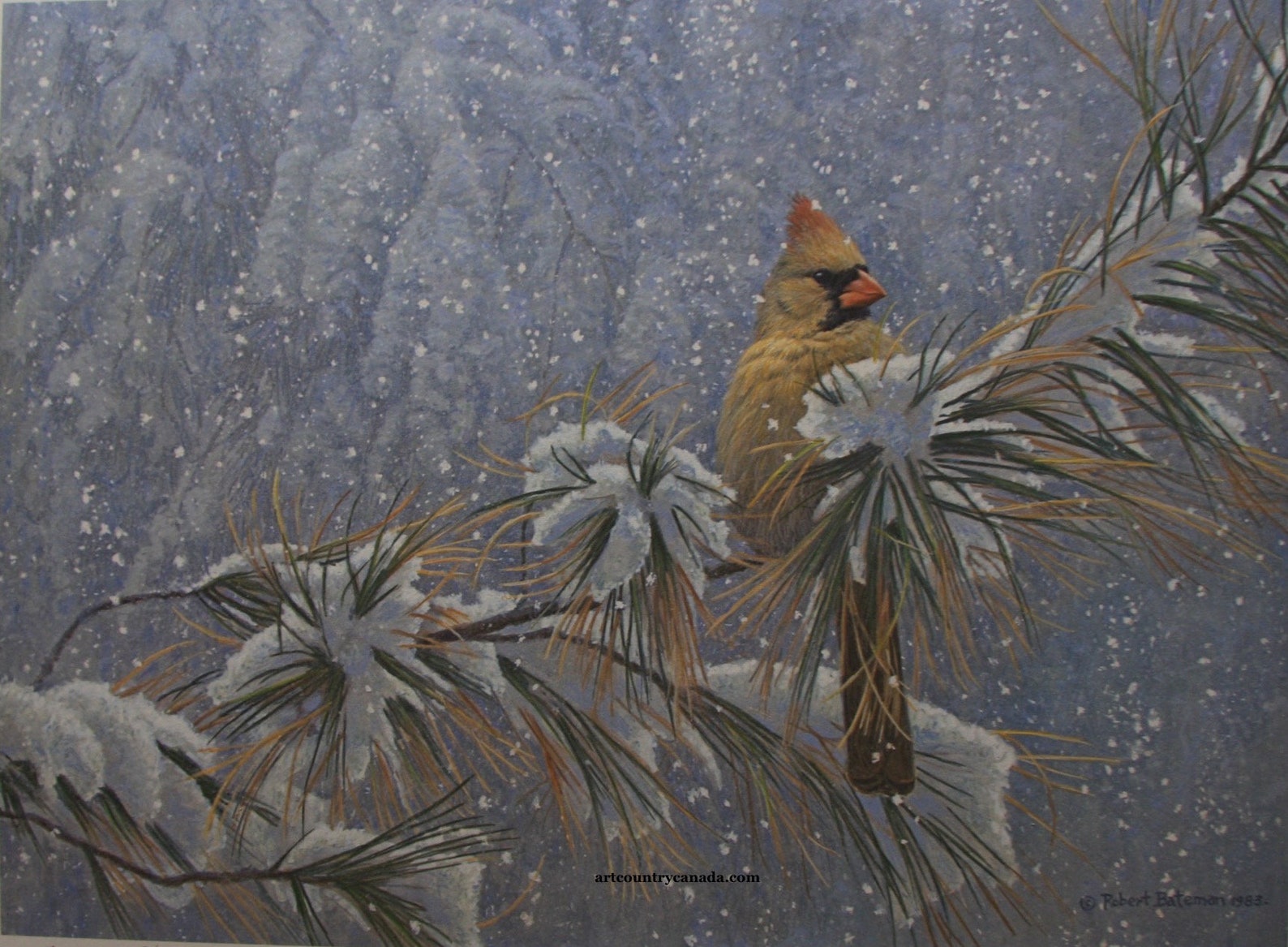 Robert Bateman Winter Lady Cardinal Limited - Etsy
