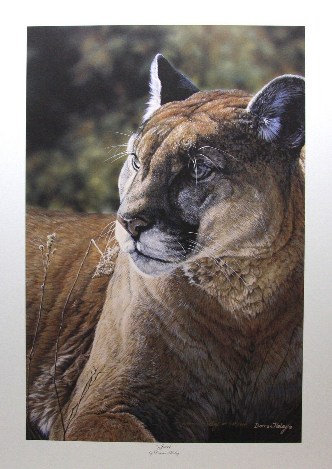 Cougar by Darren Haley Limited Edition Art Print Signed & Numbered ...