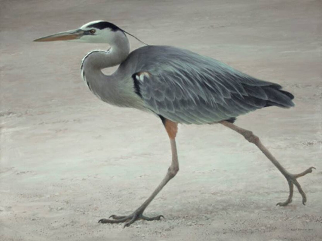 Robert Bateman Full Stride – Great Blue Heron Giclee Canvas RARE ...