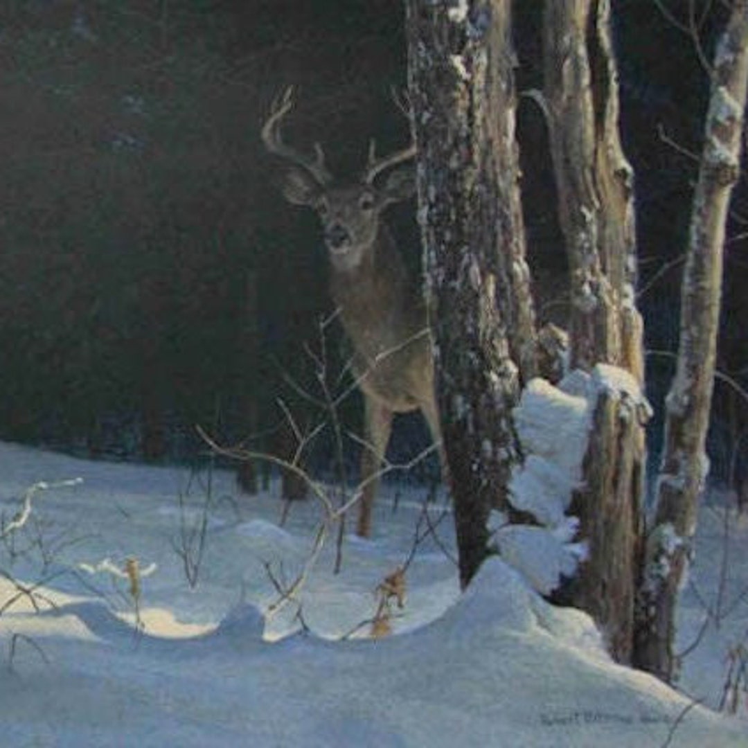 Robert Bateman " Whitetail in Winter " Collectible Print Limited ...