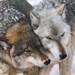 Carl BRENDERS " Cheek to Cheek " Rare Wolves Limited Edition Signed ...