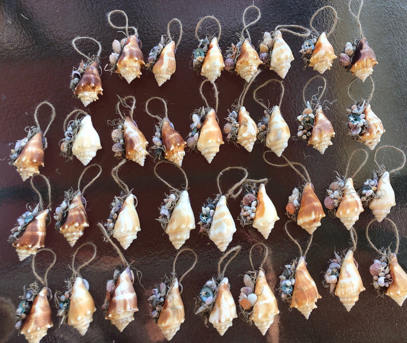 Filled Sanibel Fighting Conch Shell Ornament - Etsy