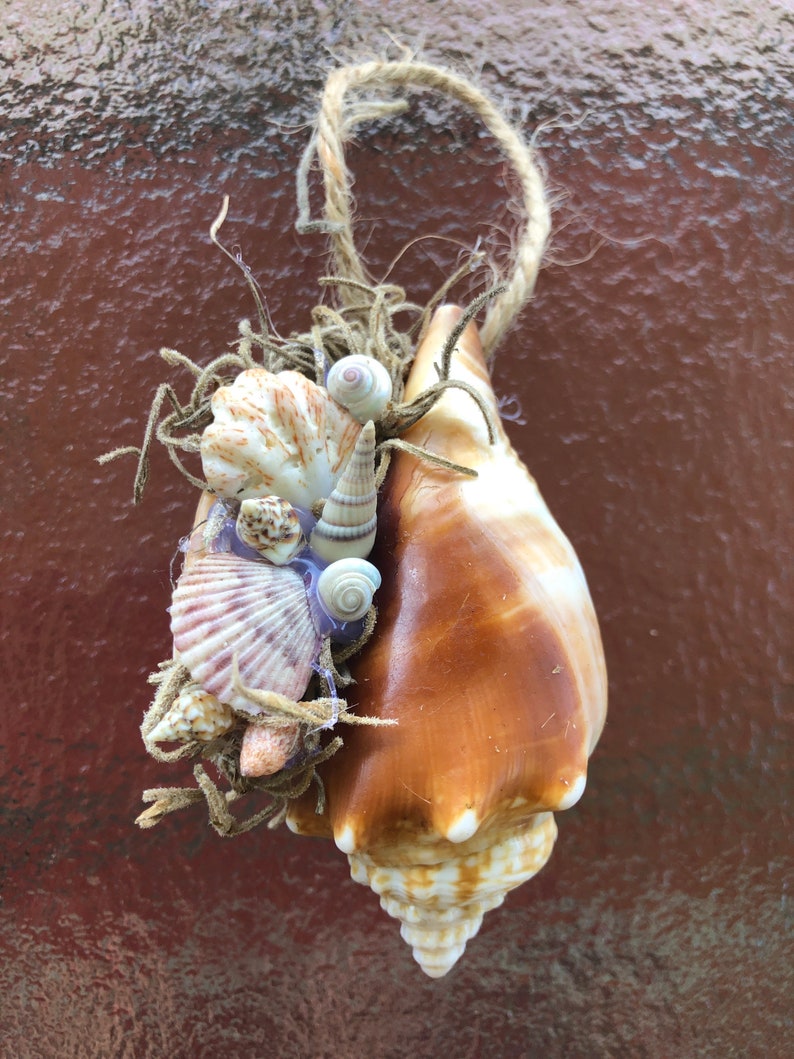 Filled Sanibel Fighting Conch Shell Ornament - Etsy