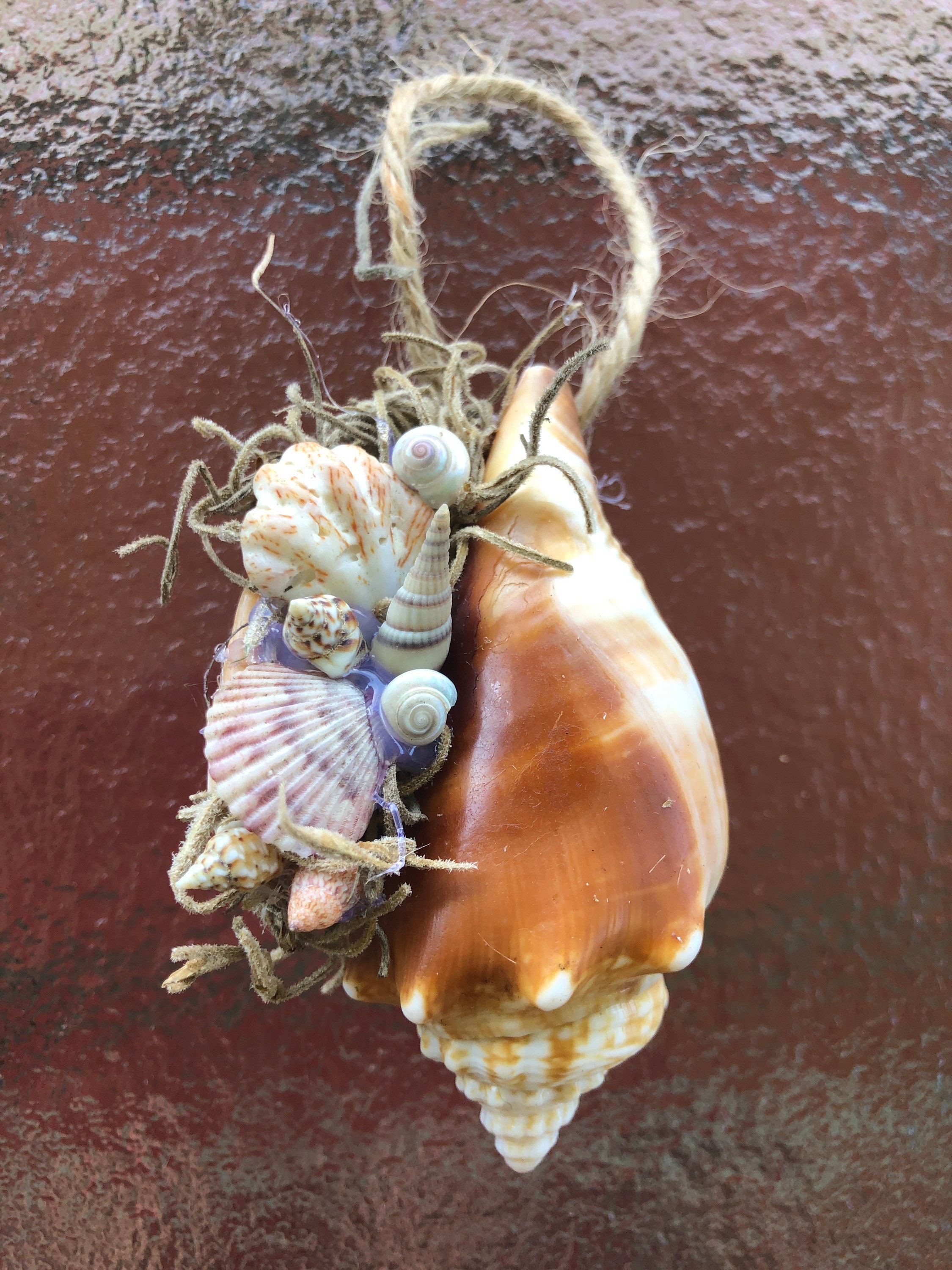 Filled Sanibel Fighting Conch Shell Ornament - Etsy